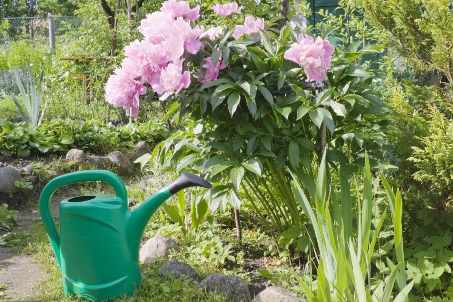 Replanting peonies: step-by-step - Plantura