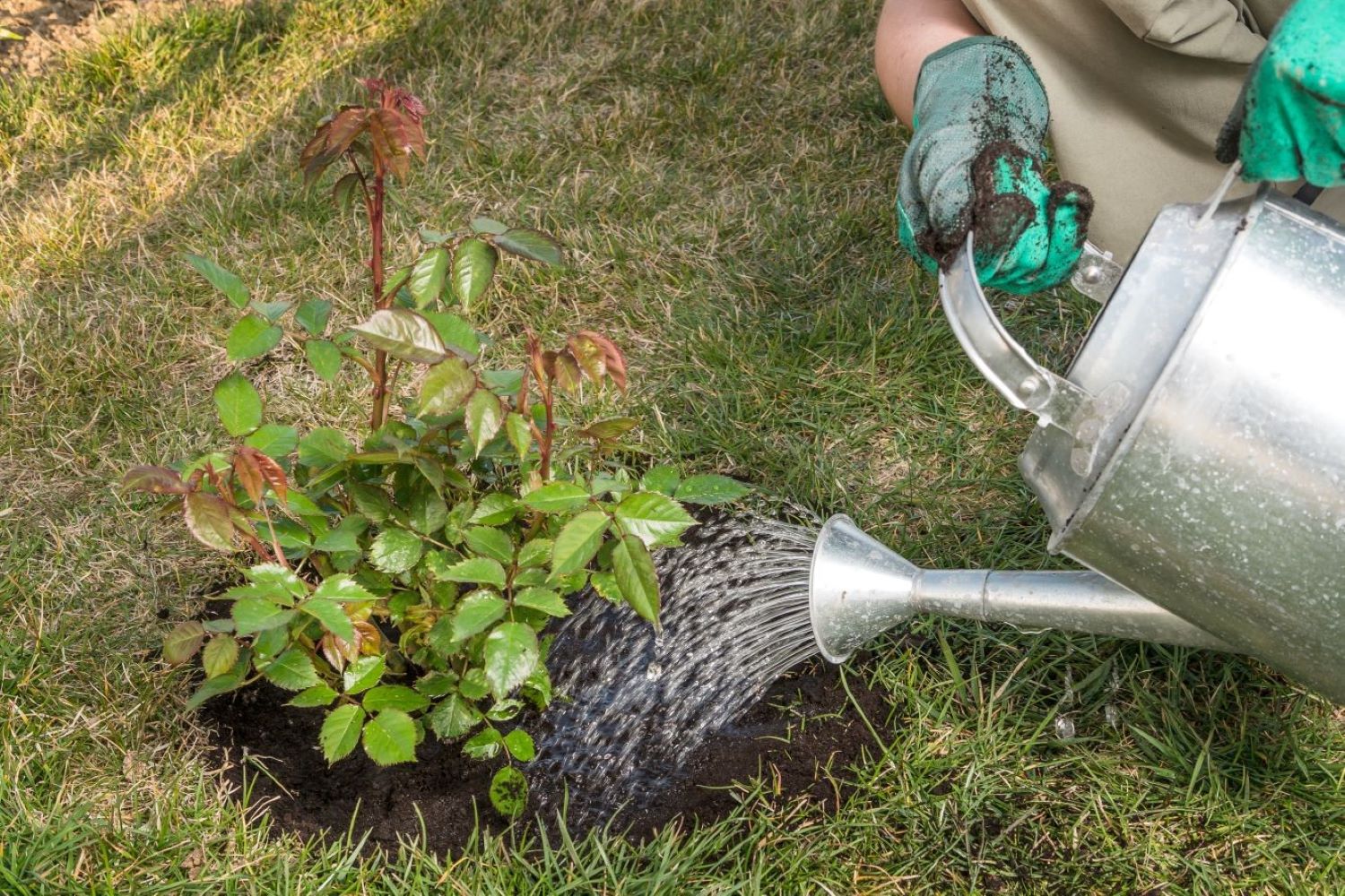 Rose care: watering, pruning & more - Plantura