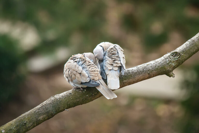 Where do birds sleep at night or in winter? - Plantura