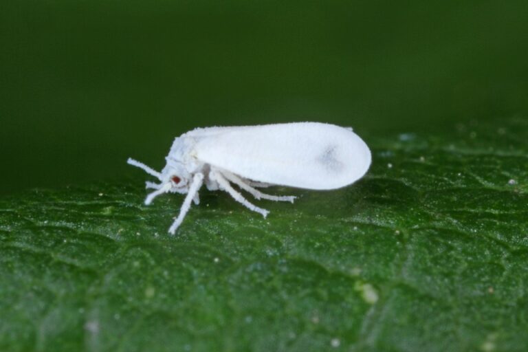 Whiteflies: detection, prevention & control - Plantura