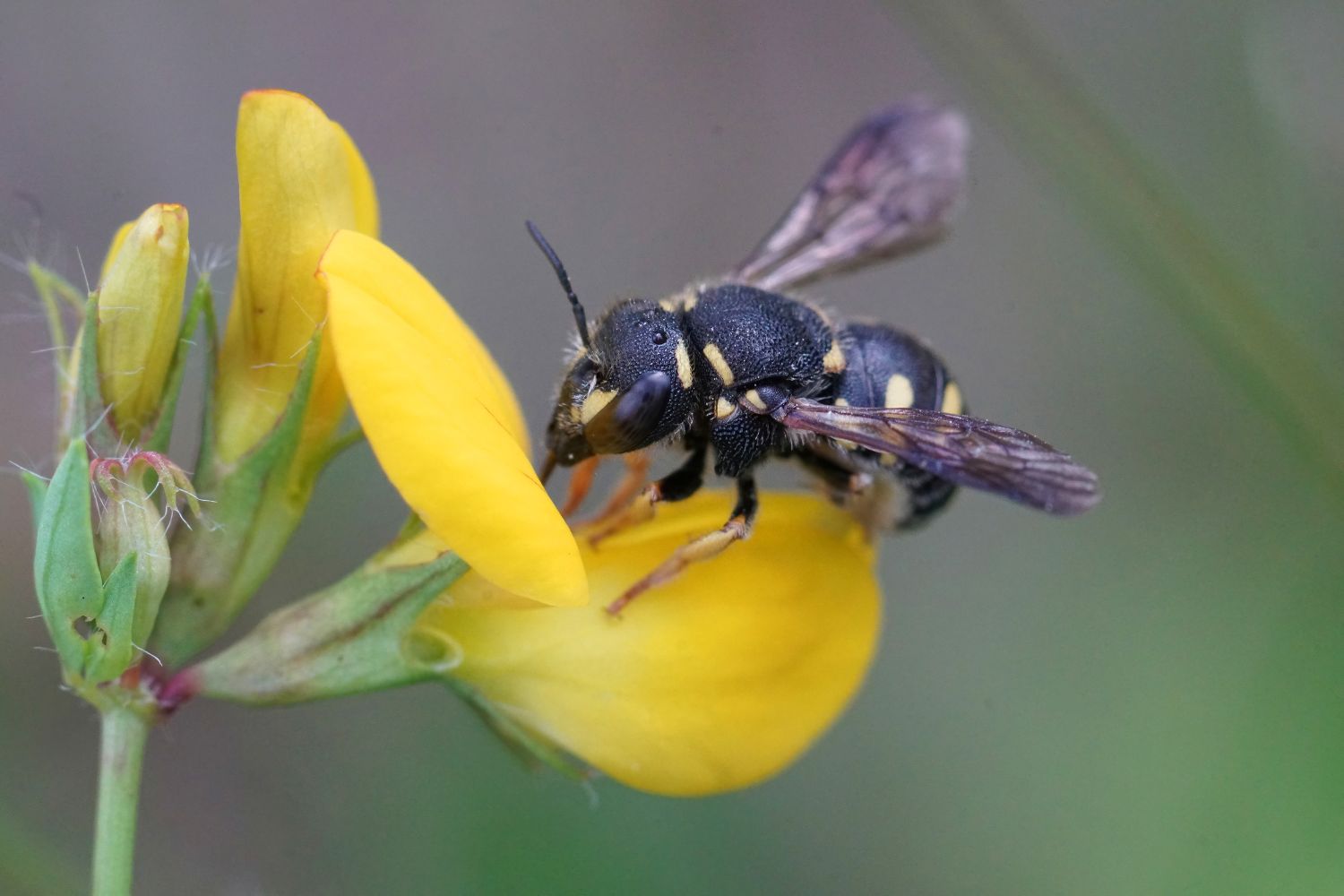 Identifying & supporting wild bees - Plantura