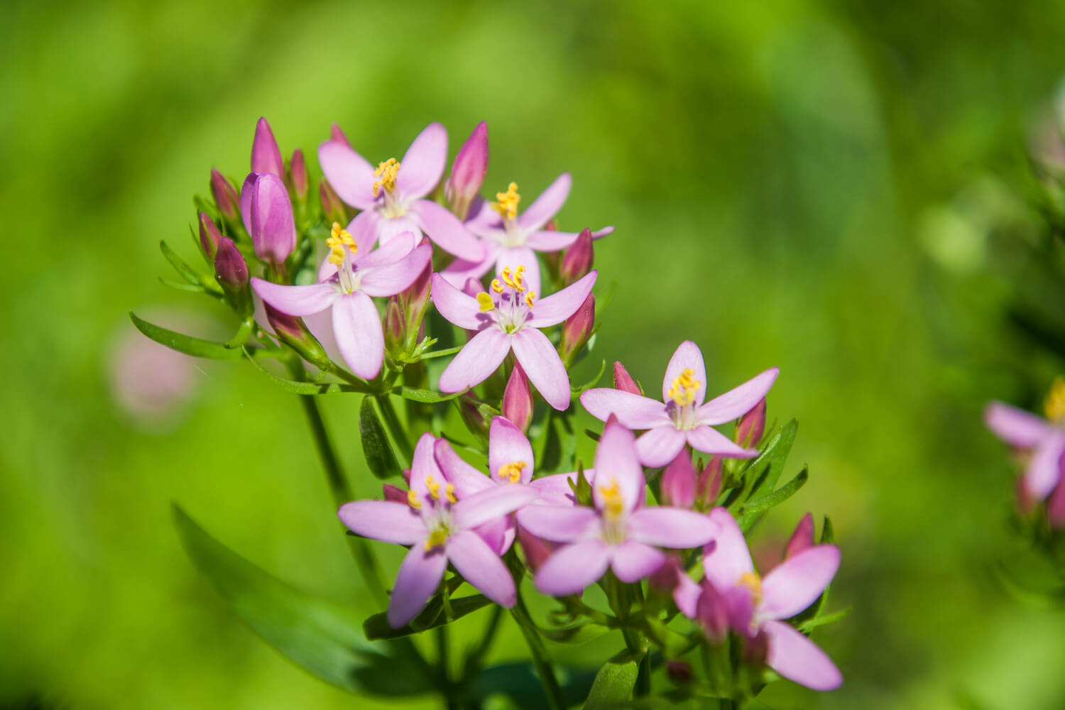 Centaury: herbal benefits & planting guide - Plantura