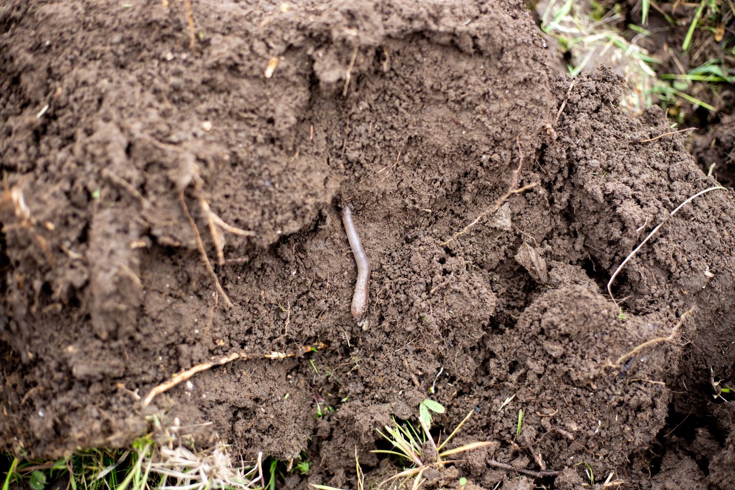 Soil cultivation: how to loosen soil - Plantura