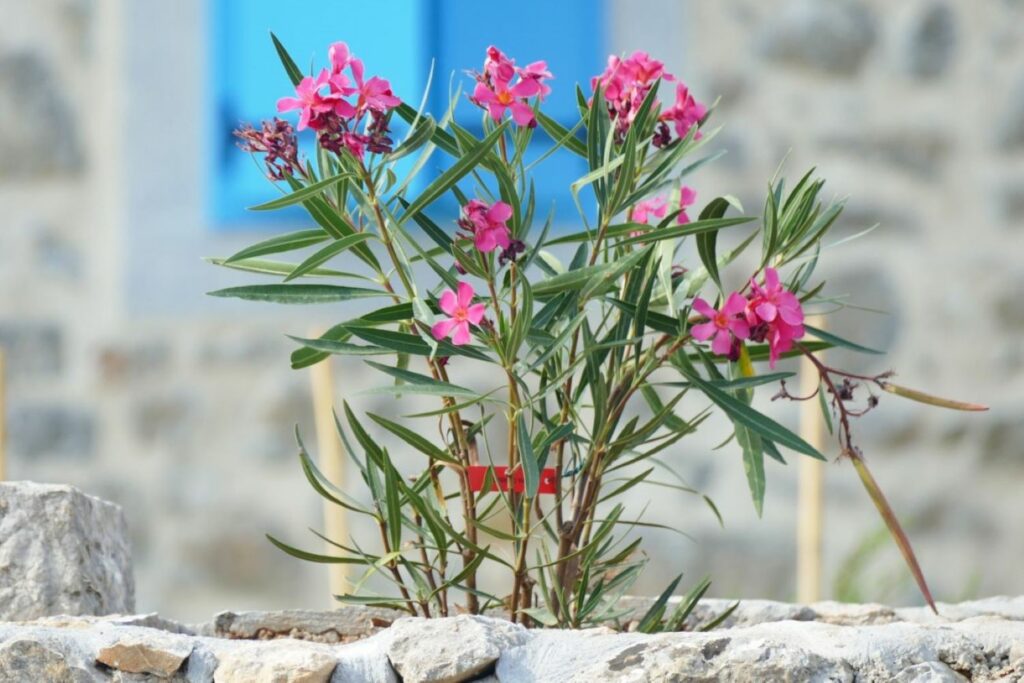 Planting oleander: where, when & how - Plantura