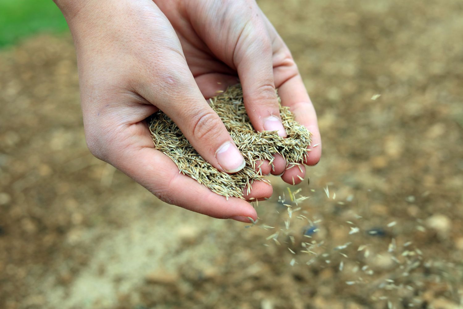 Festuca arundinacea: properties & uses - Plantura