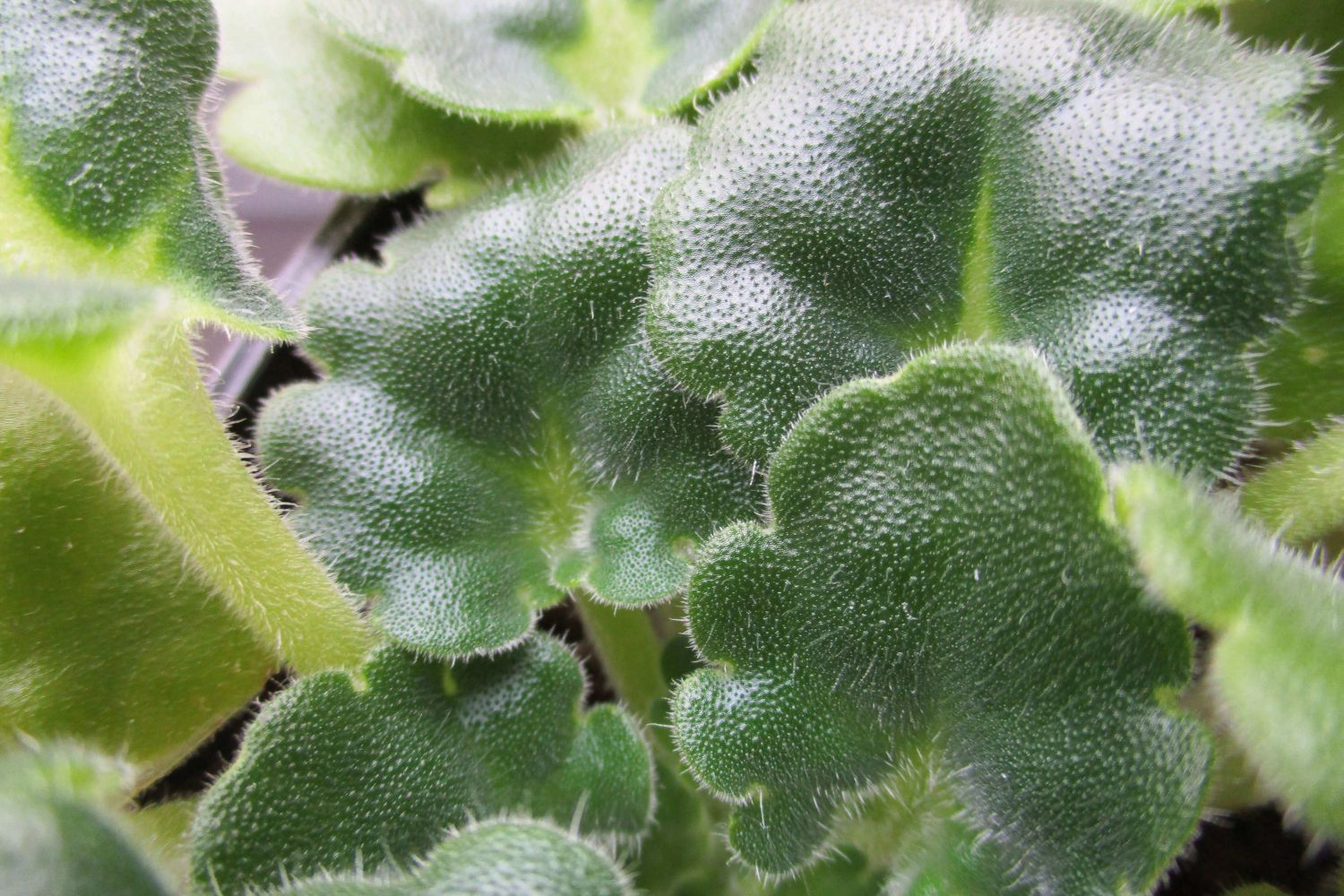 African violet: varieties & care - Plantura