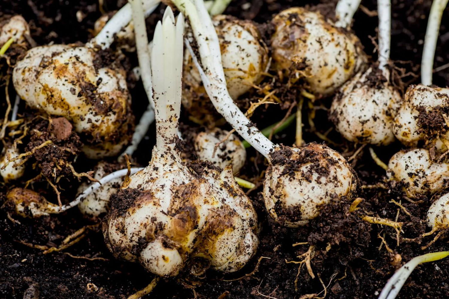 Lilies in winter: tips & tricks - Plantura