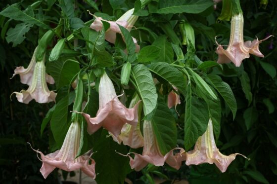Angel's trumpet: planting, care & propagation - Plantura