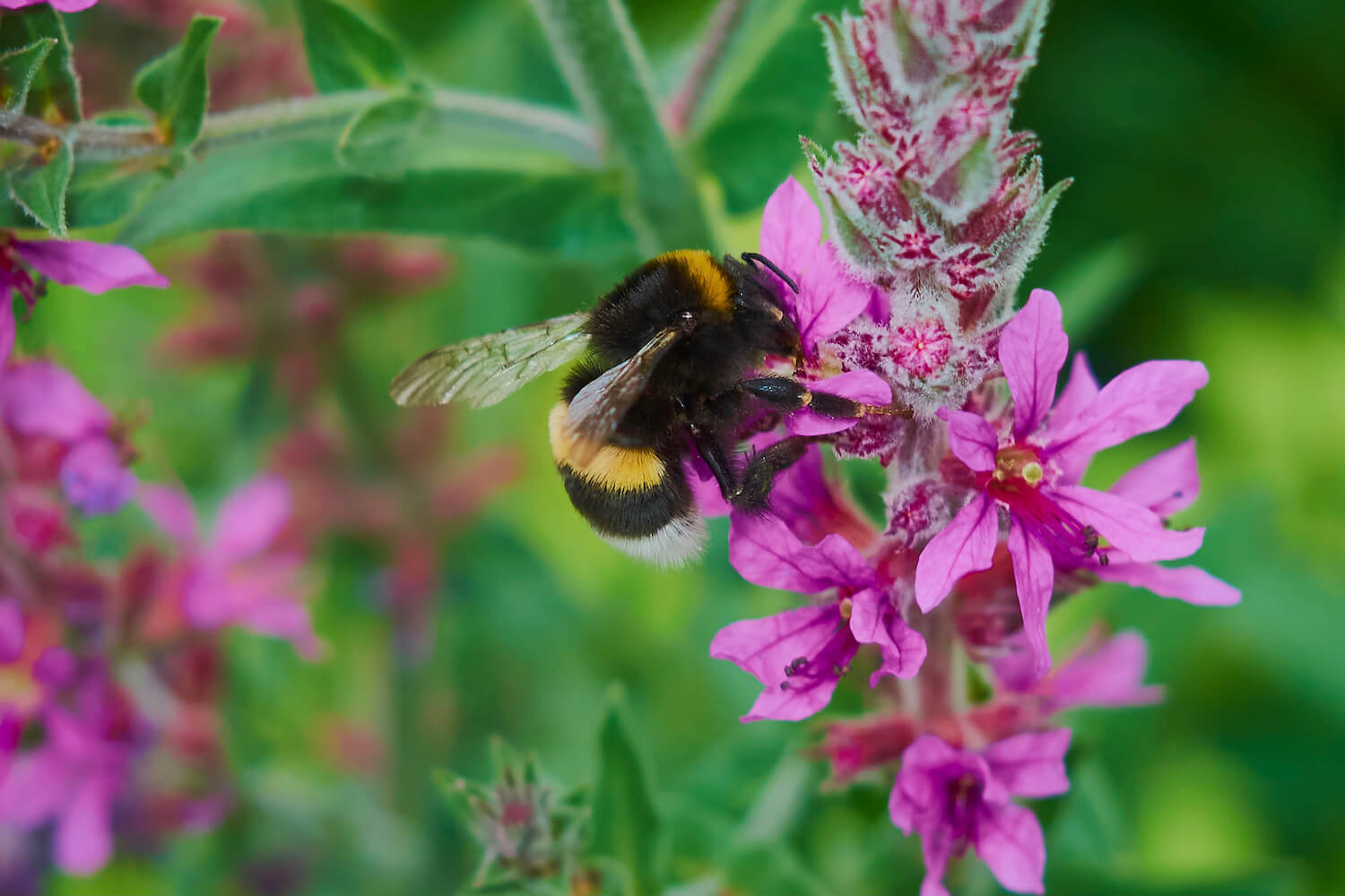 Purple loosestrife: planting, care & uses - Plantura