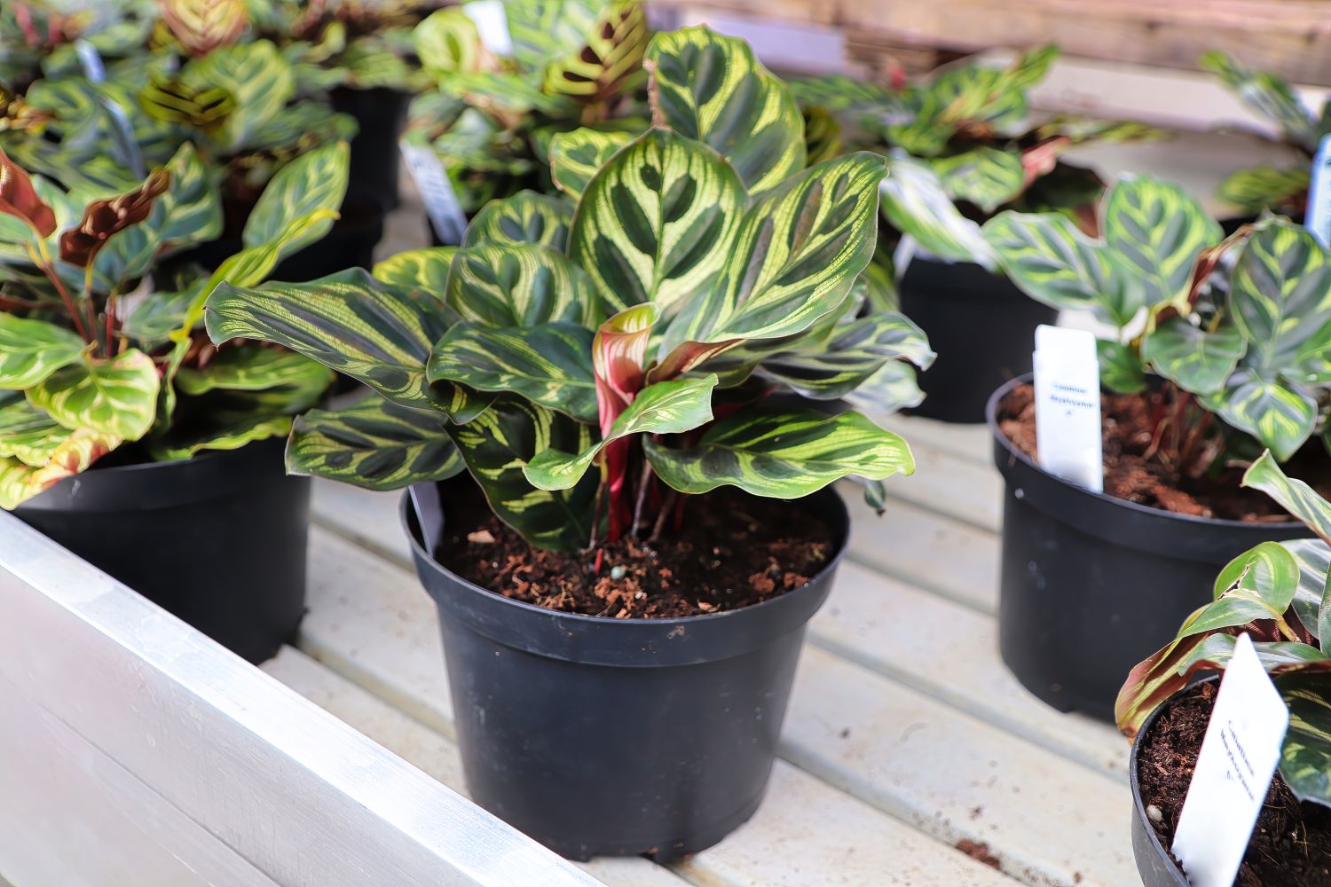 Calathea makoyana: flowers, care & propagation - Plantura