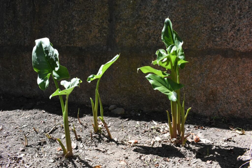 Overwintering calla lilies - Plantura