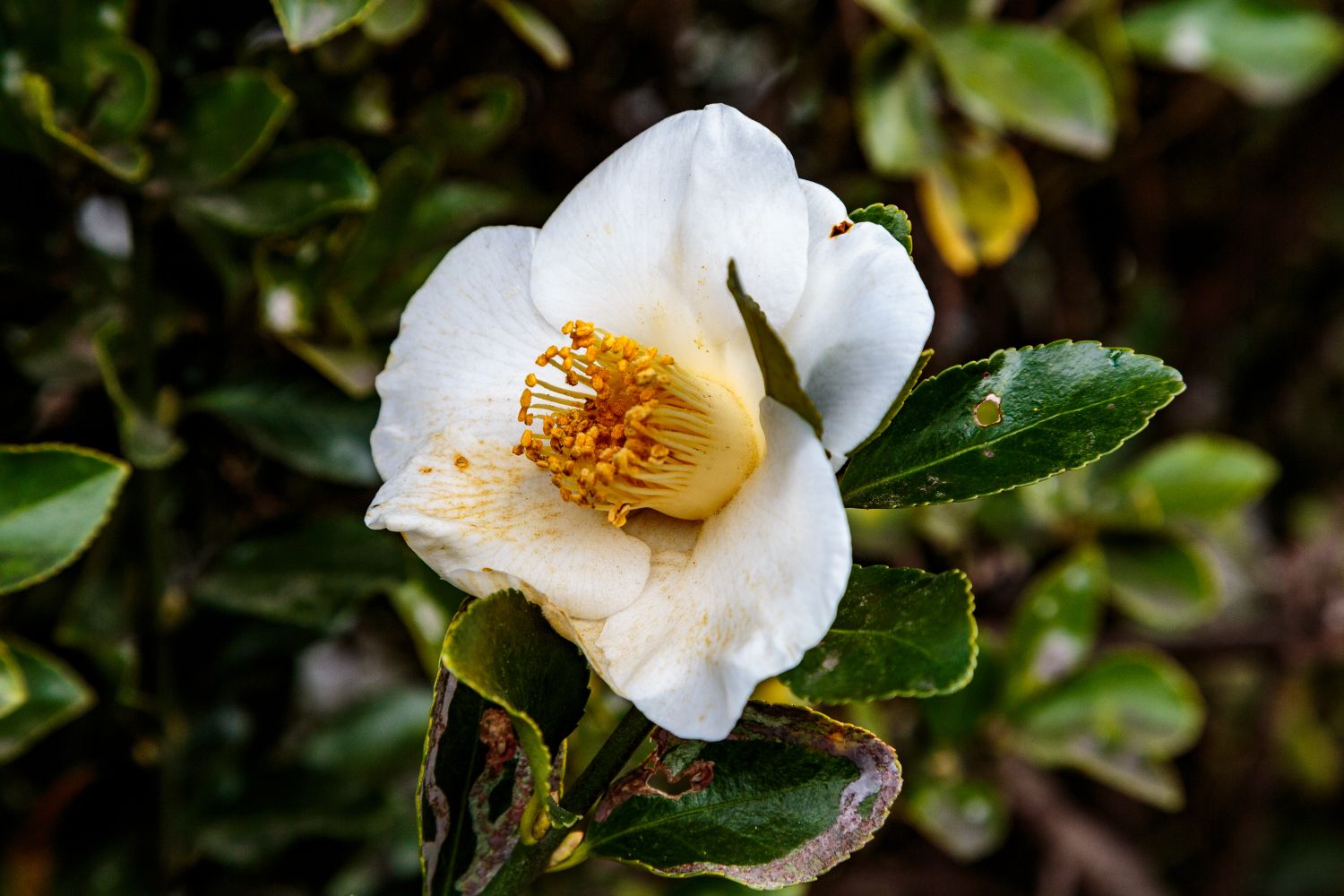 Types of camellias: Camellia japonica & more - Plantura