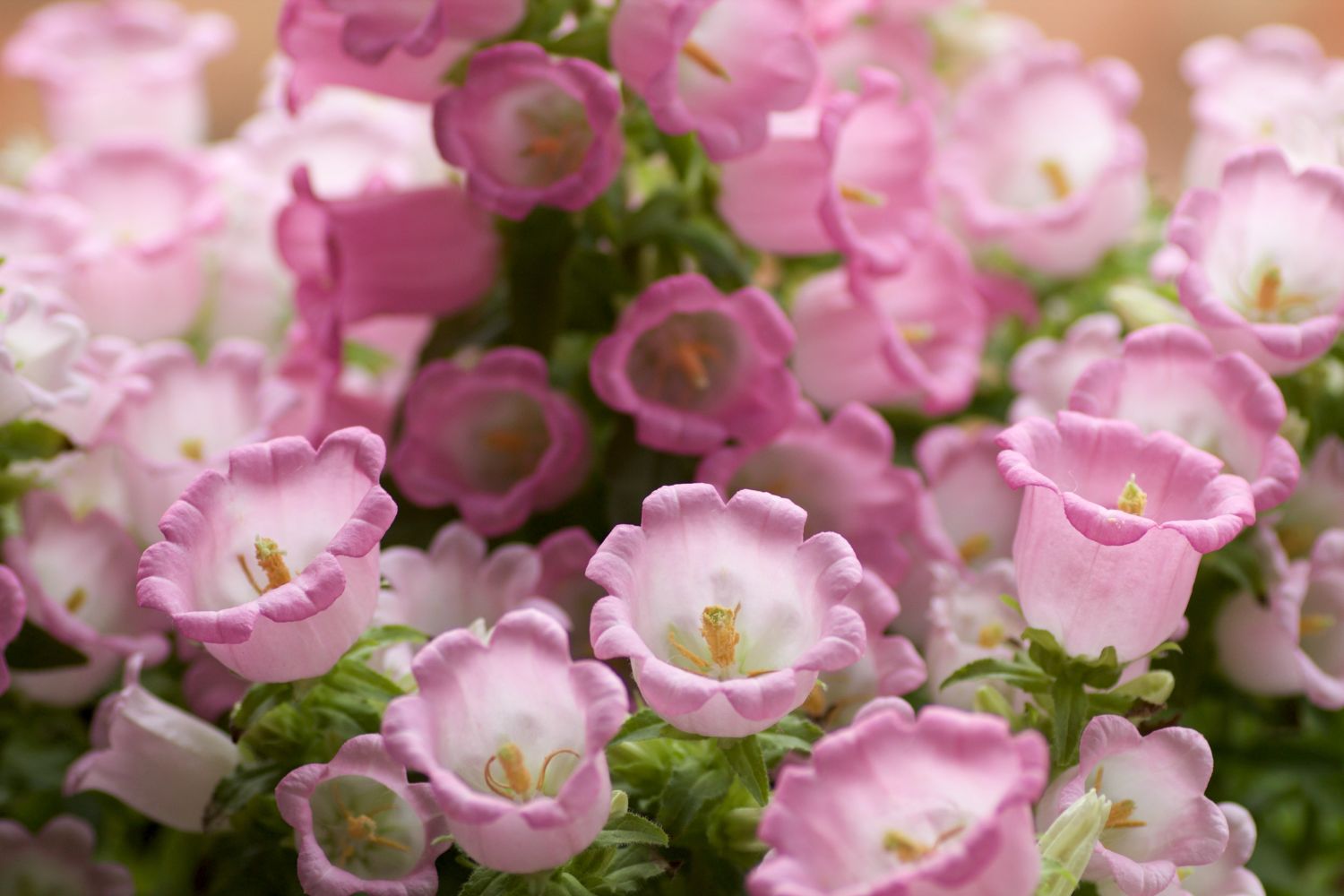 Bellflowers: varieties, planting & care - Plantura