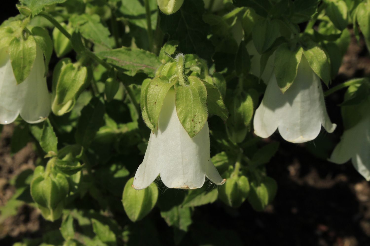 Bellflowers: varieties, planting & care - Plantura