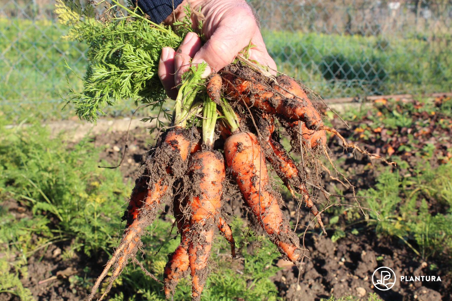 Harvesting carrots: procedure and storage - Plantura
