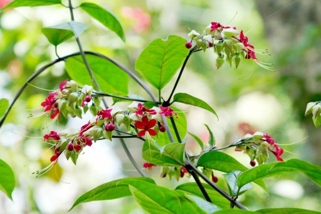 Clerodendrum: profile, species & cultivation - Plantura