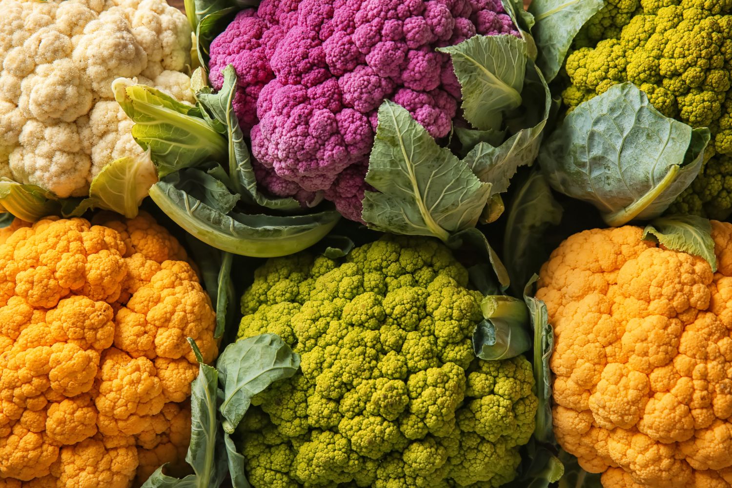 Types of cauliflower: purple, green & white - Plantura