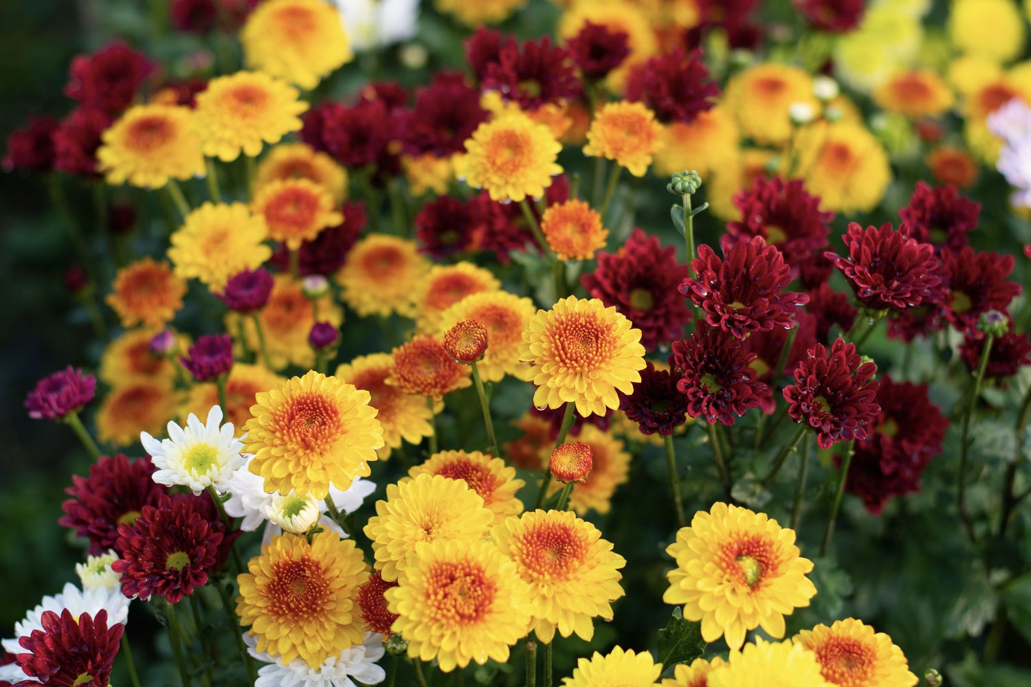 The most beautiful types of chrysanthemums - Plantura