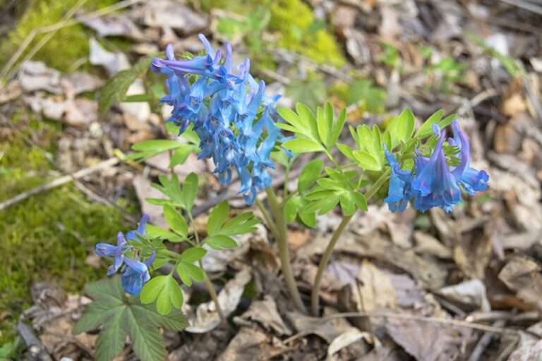 Corydalis: species, cultivation & care - Plantura
