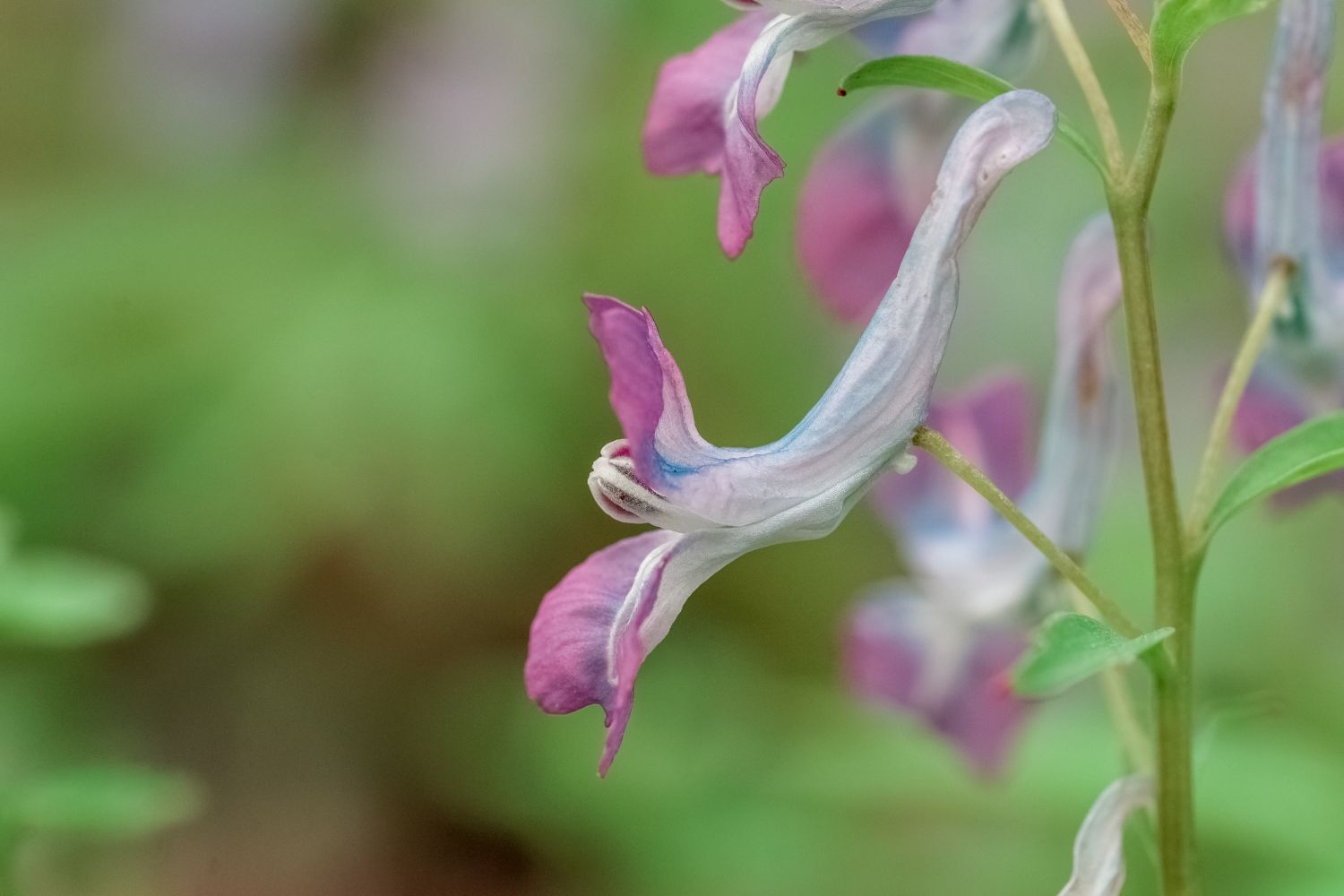 Corydalis: species, cultivation & care - Plantura