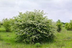 Hawthorn varieties: 9 types of hawthorn trees - Plantura