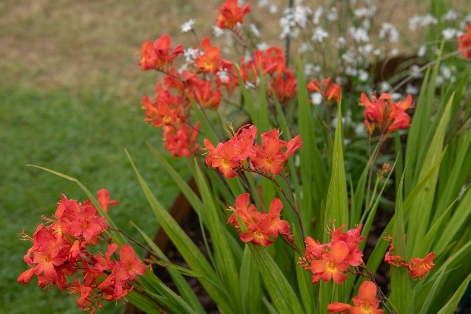 Crocosmia: planting, care & overwintering - Plantura