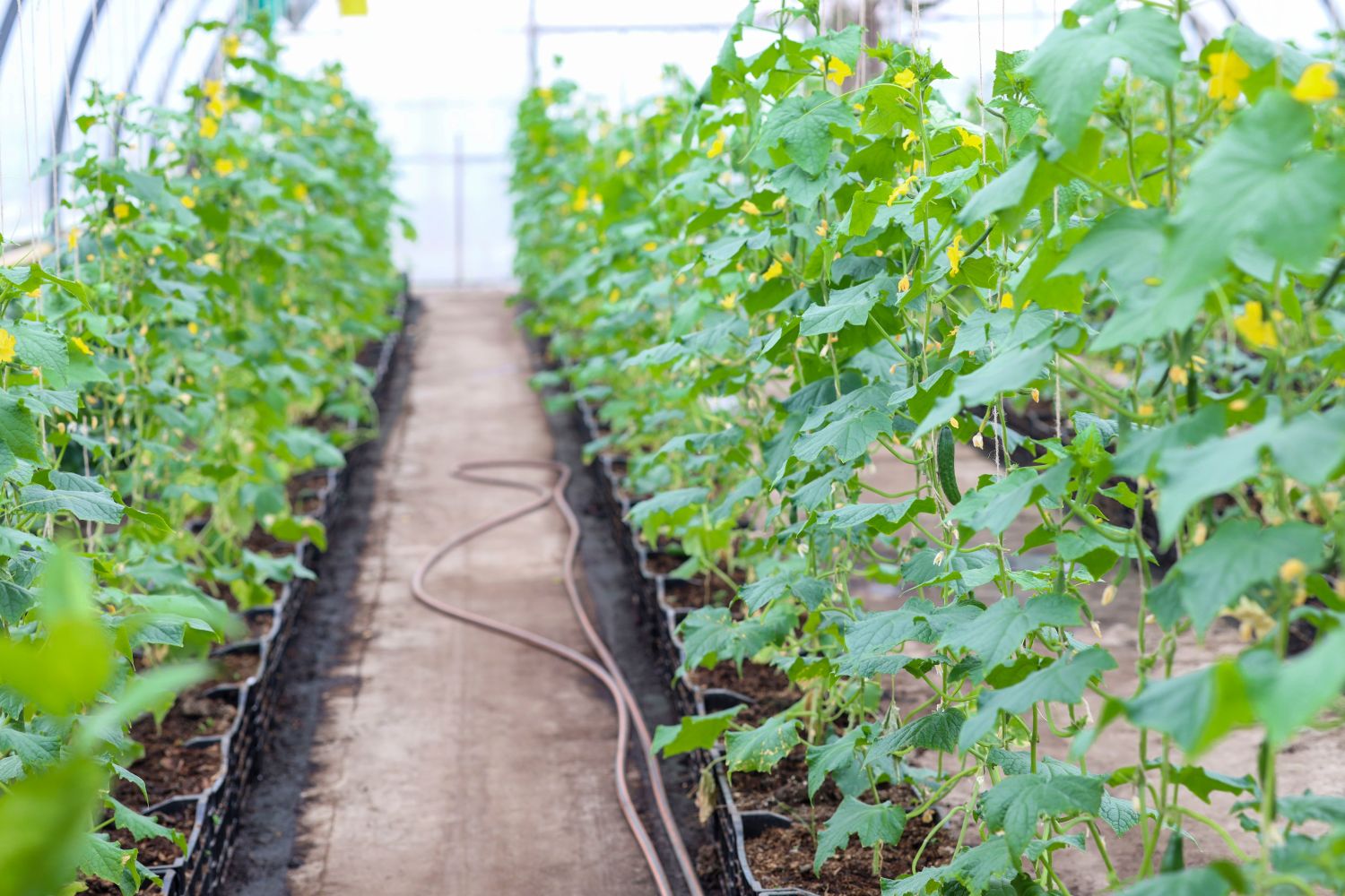 Planting cucumbers: how & when - Plantura