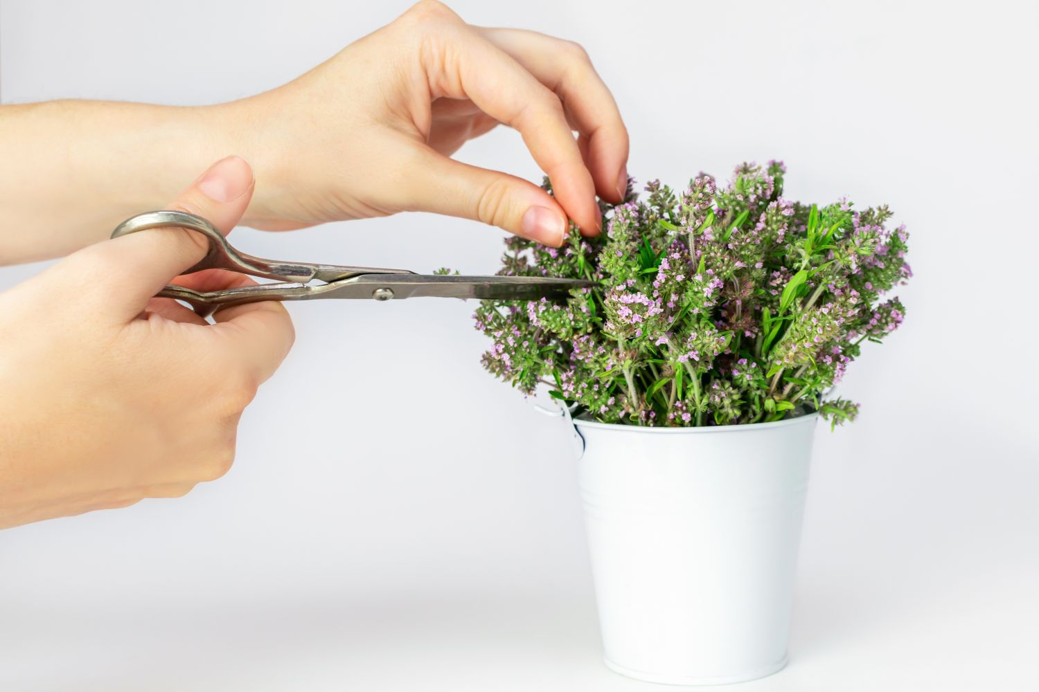 Planting thyme: how to grow & care for thyme - Plantura