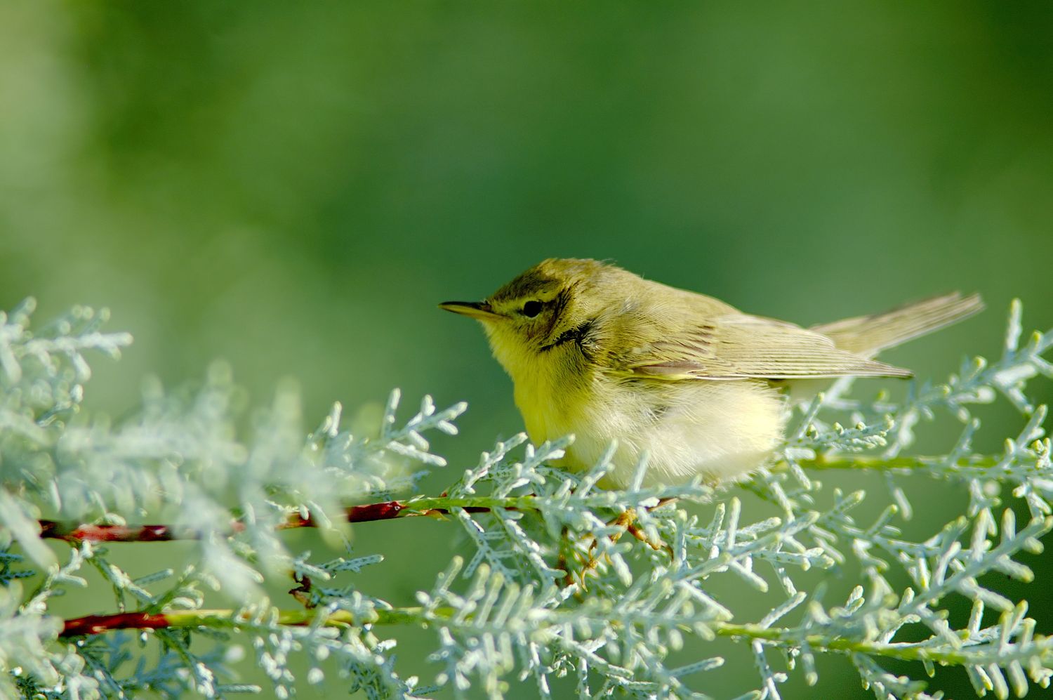 Cypress trees: caring and planting - Plantura