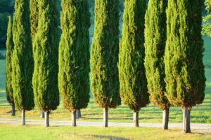 Cypress trees: caring and planting - Plantura