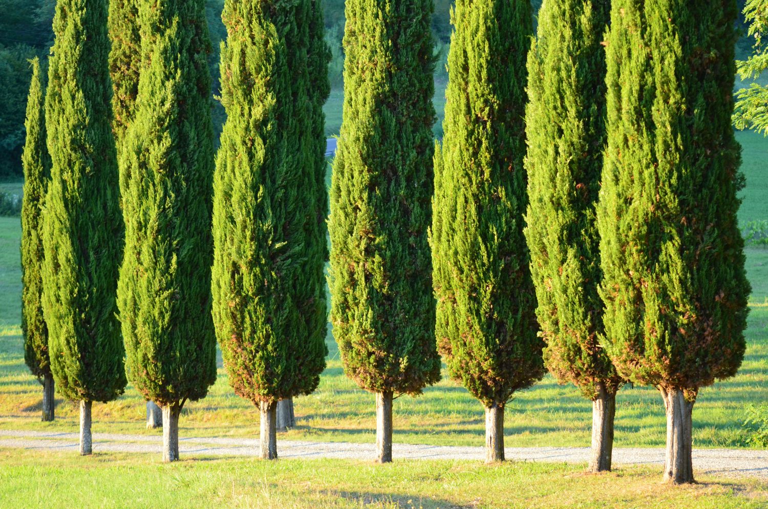 Cypress trees: caring and planting - Plantura