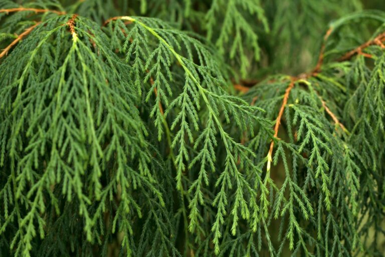 Cypress trees: caring and planting - Plantura