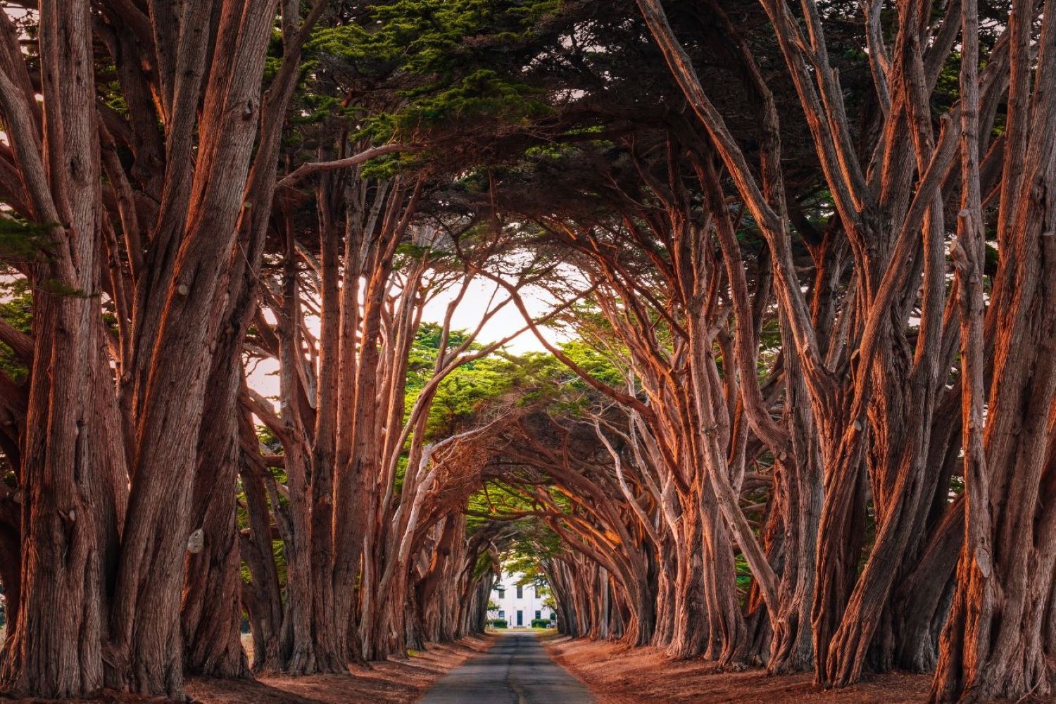 Cypress trees: caring and planting - Plantura