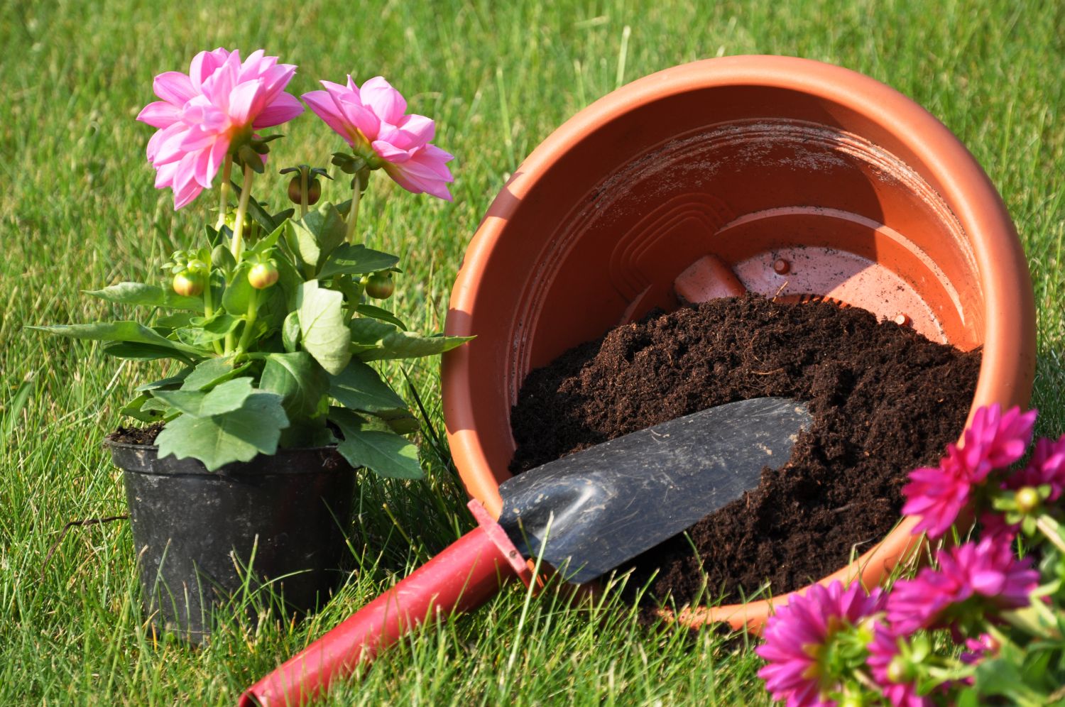 Dahlias: profile, growing & care - Plantura