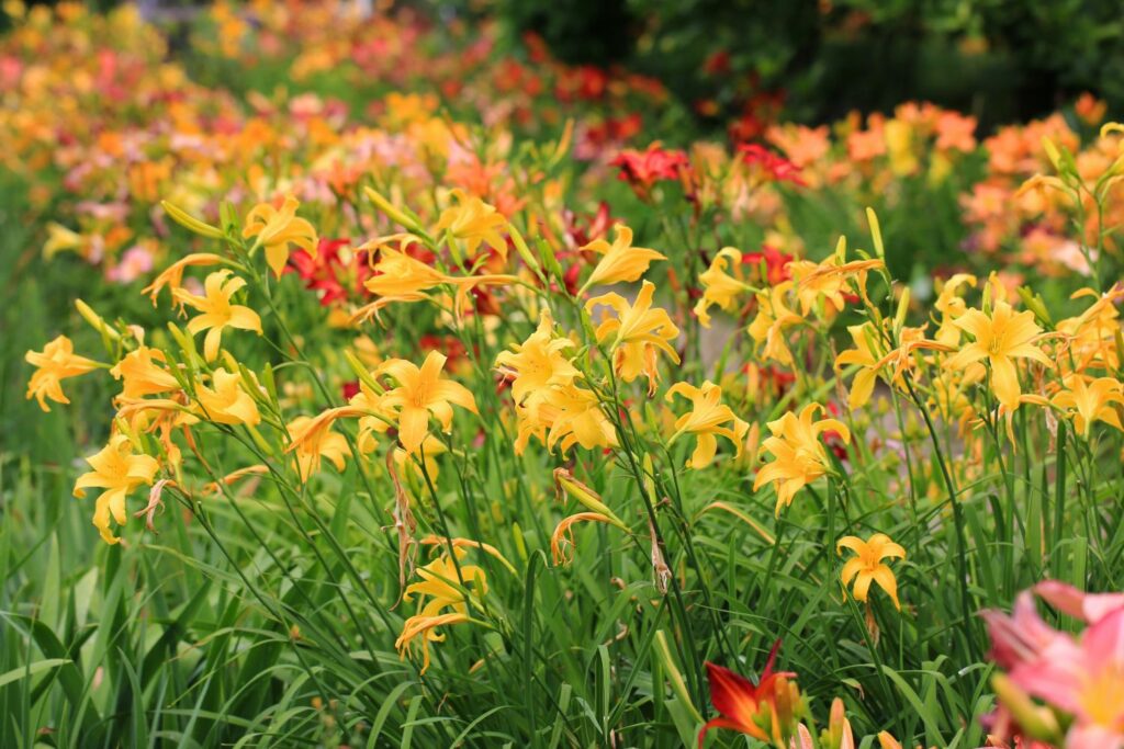 Daylilies: varieties, growing & plant care - Plantura