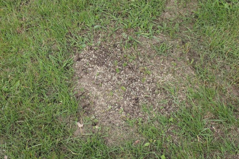 Sanding your lawn: why, when & how to do it right - Plantura