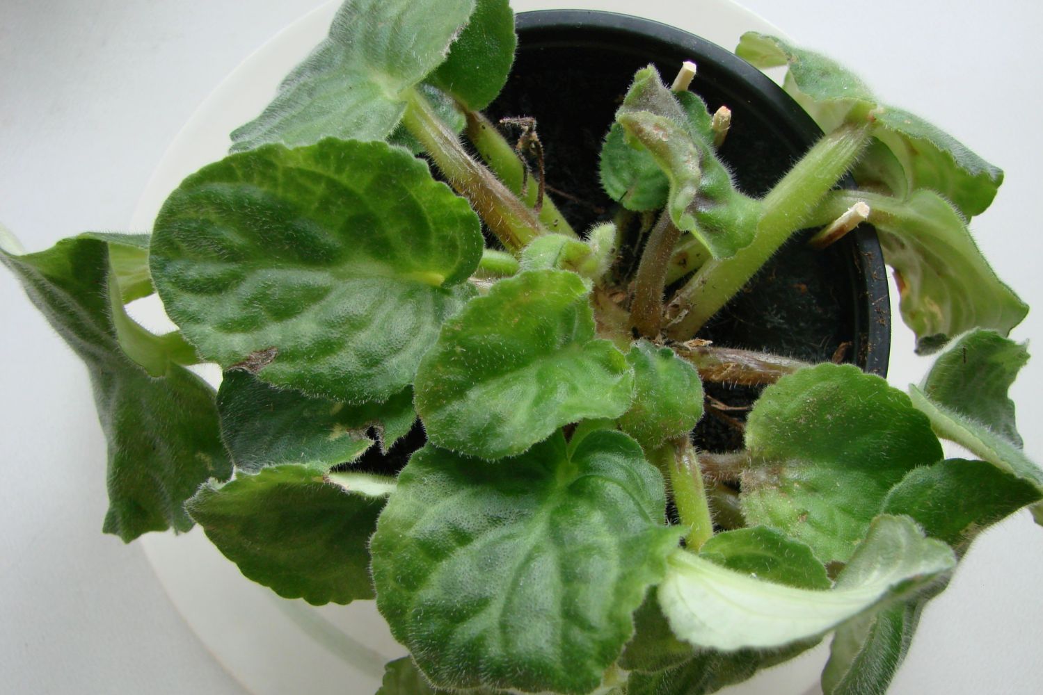 African violet: varieties & care - Plantura