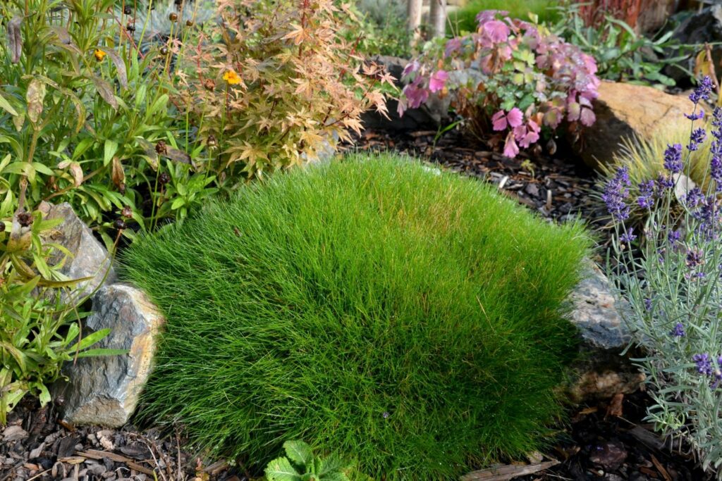 Festuca gautieri: planting, pruning & more - Plantura