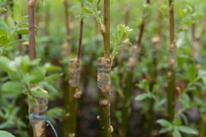 Flamingo tree: planting, care & propagation - Plantura