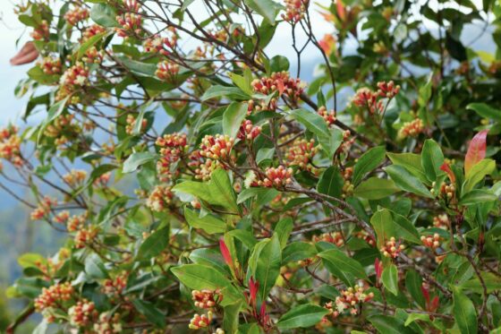 Clove tree: cultivation, hardiness & benefits - Plantura