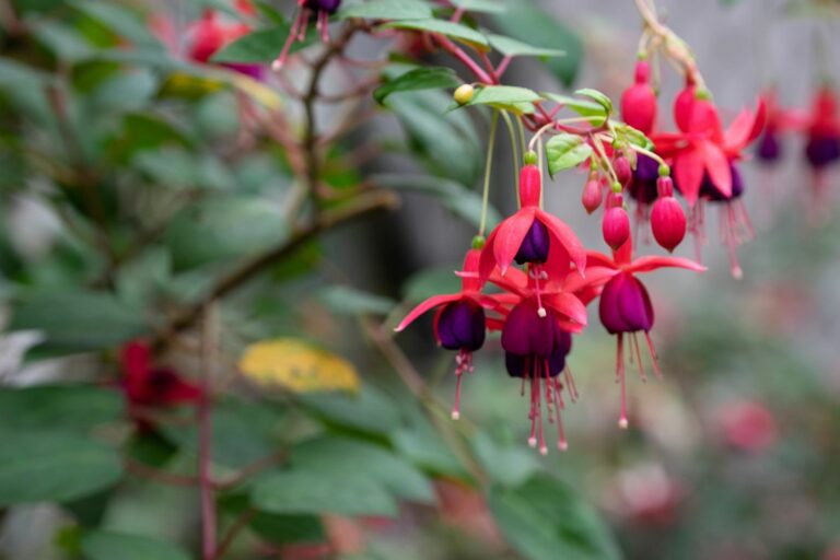Overwintering fuchsias in beds & pots - Plantura