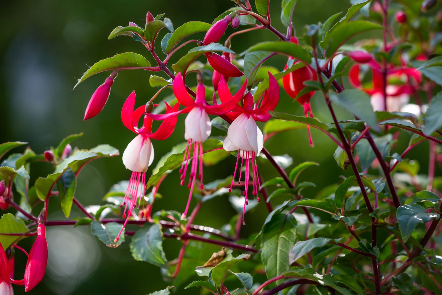 Fuchsia care: watering, pruning & more - Plantura