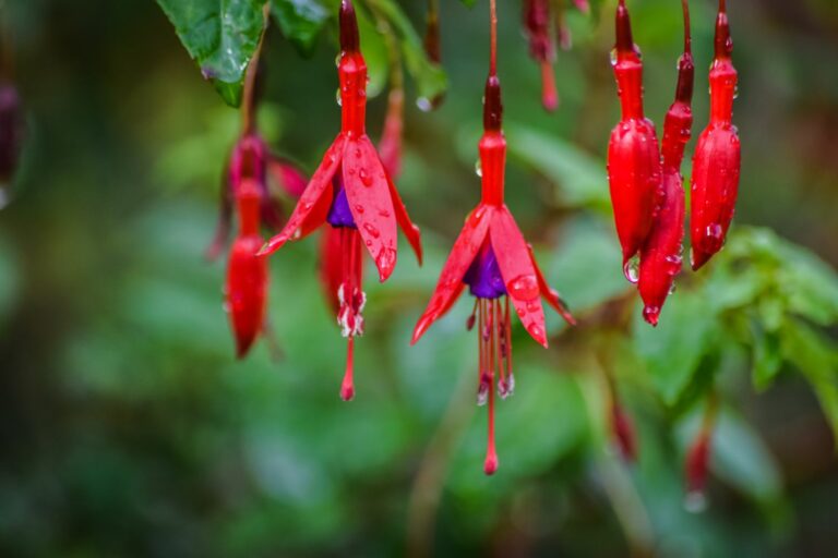 Fuchsias: tips on location, planting & more - Plantura