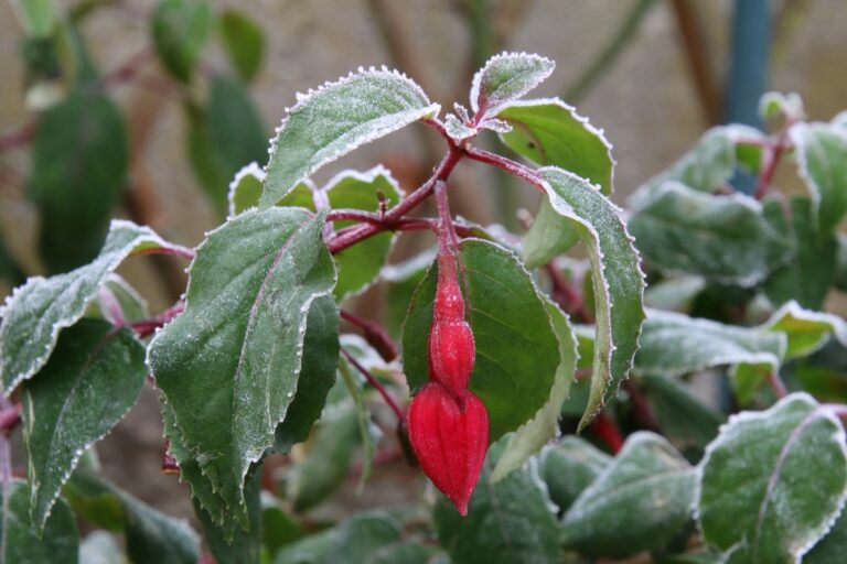 Hardy fuchsias: winter care tips - Plantura