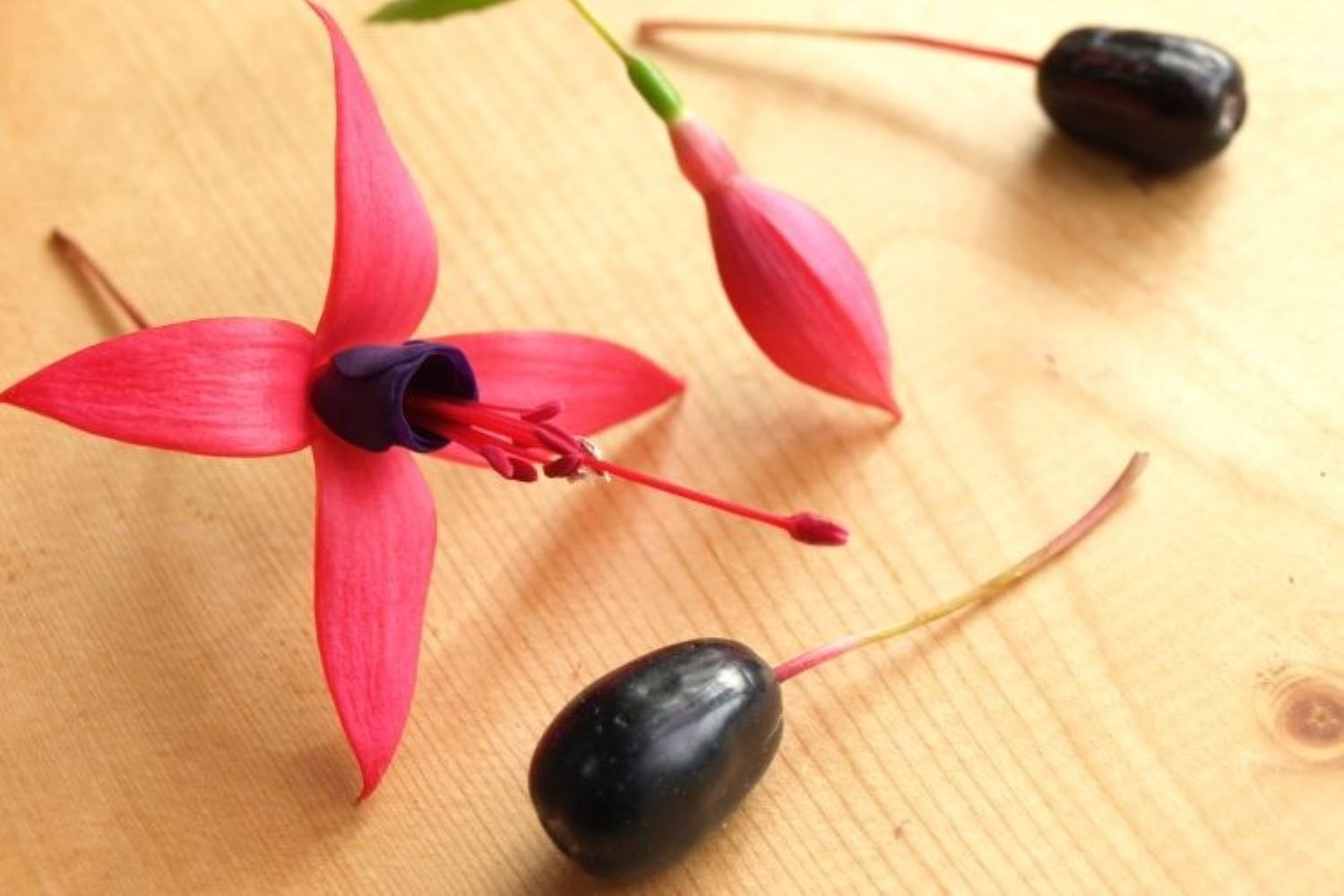 Propagating fuchsias by cuttings, seeds & more - Plantura
