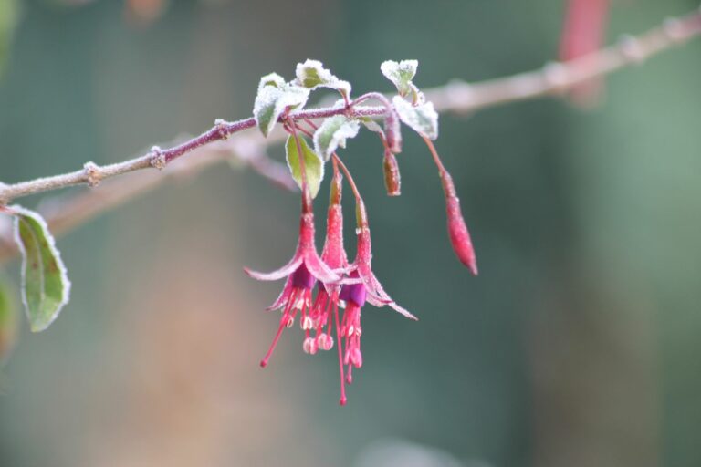 Types of fuchsias: hanging & standing fuchsias - Plantura