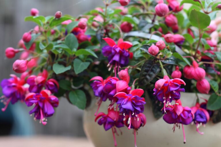 Types of fuchsias: hanging & standing fuchsias - Plantura