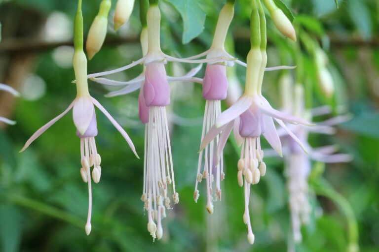 Types of fuchsias: hanging & standing fuchsias - Plantura