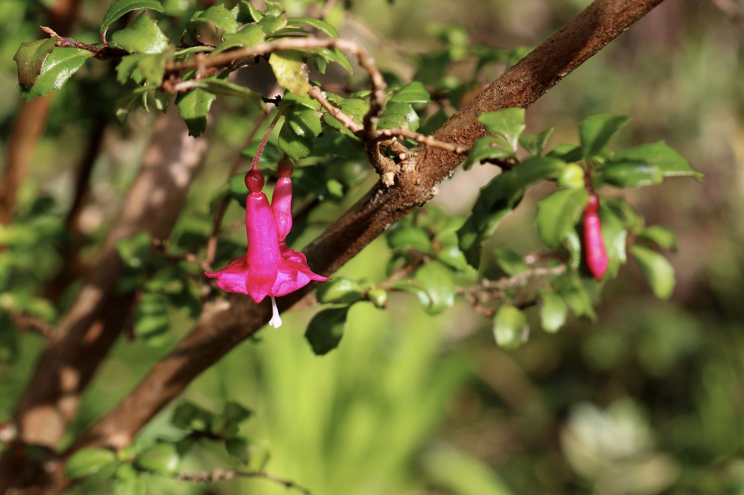 Types of fuchsias: hanging & standing fuchsias - Plantura