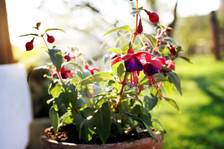 Pruning fuchsias: when & how - Plantura